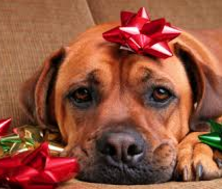 6 ways to survive the post-holiday slump | Macs at Work, Inc.